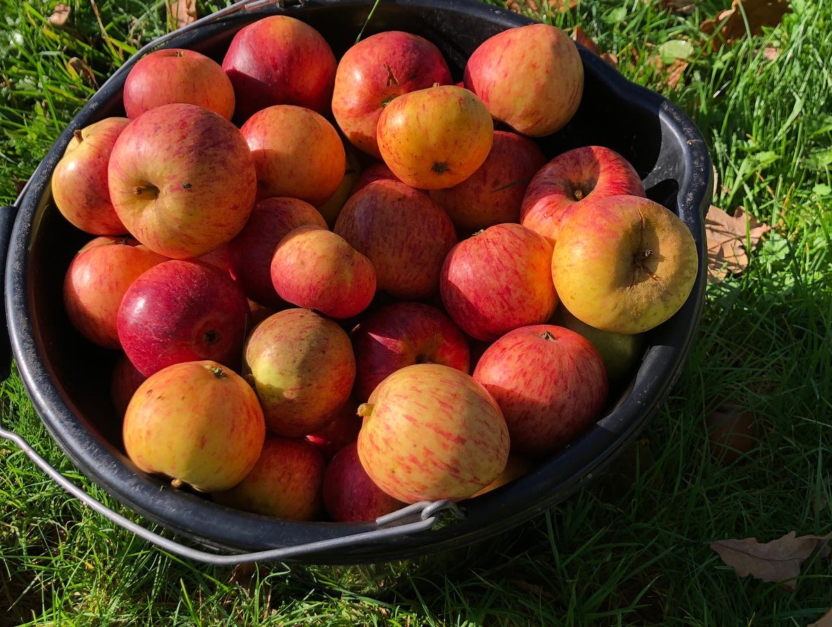 A Sense Of Place – Little Pomona Cider